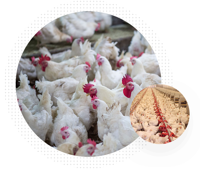 Ramanand Kidarnath International